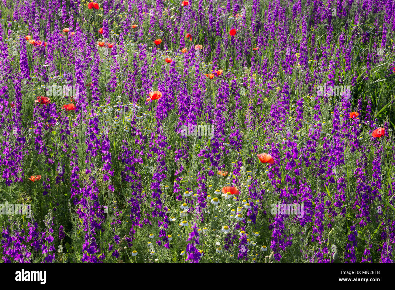 Red hyssop hi-res stock photography and images - Alamy