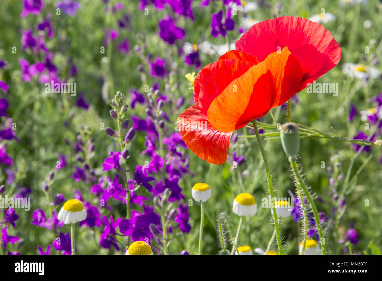 Red hyssop hi-res stock photography and images - Alamy