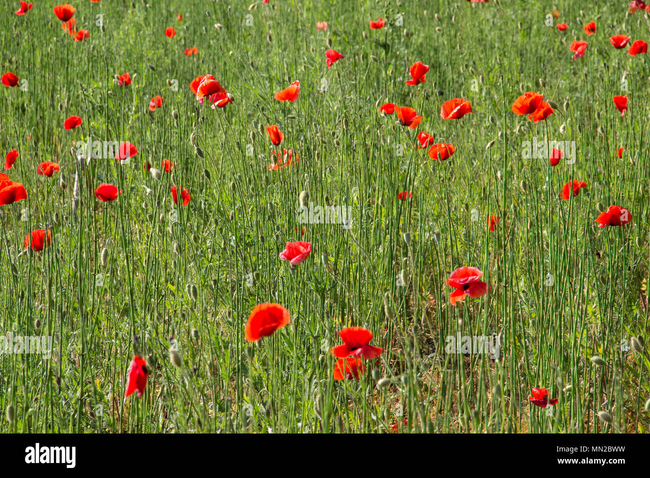 Red Poppy FIeld Stock Photo - Alamy