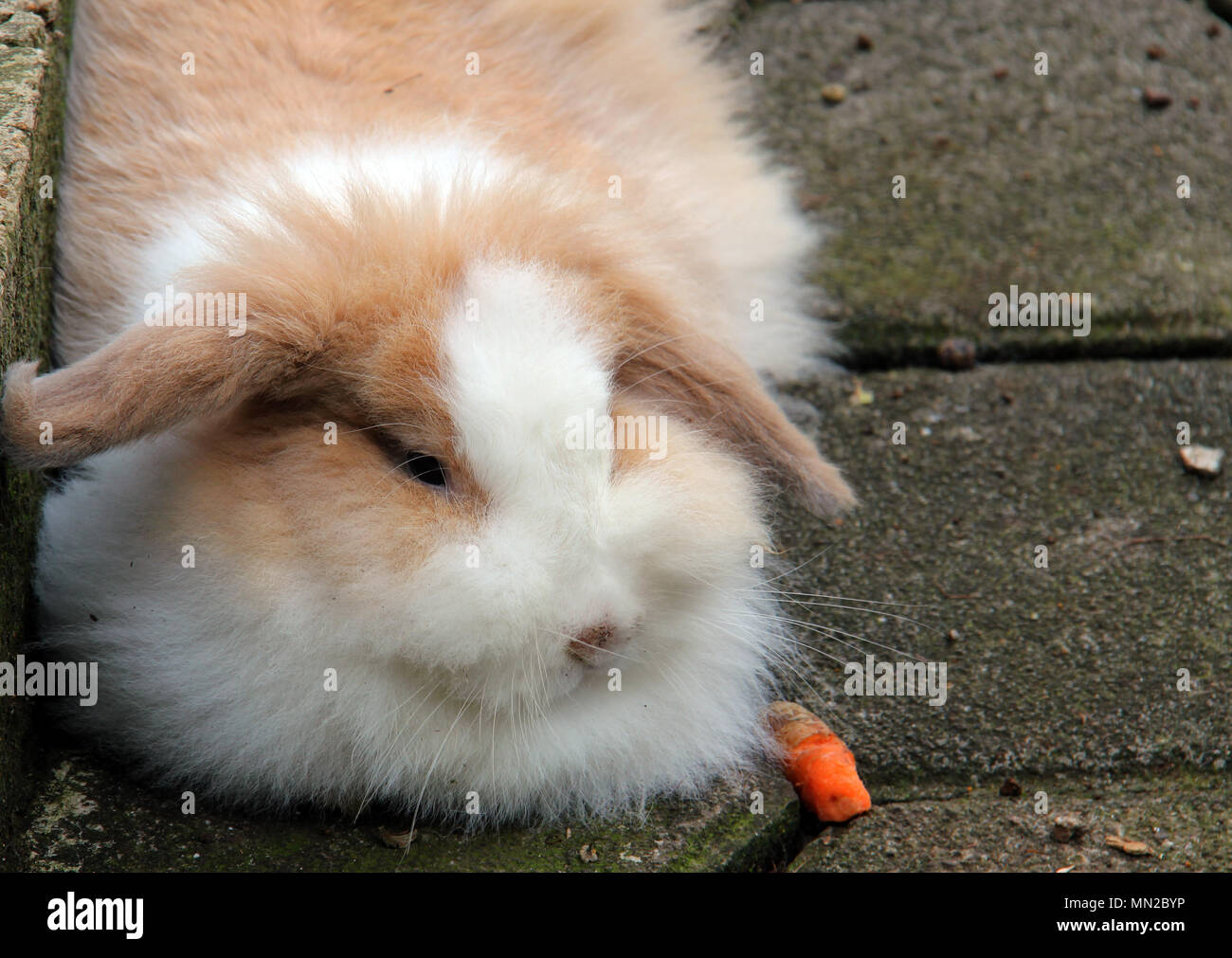 Himalayan rabbit hi-res stock photography and images - Alamy