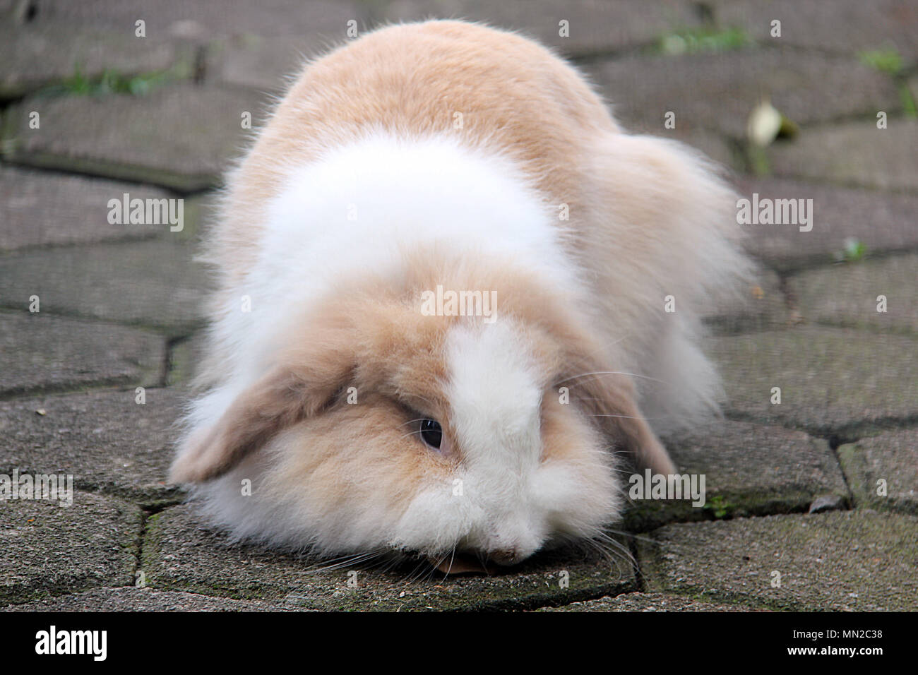 English spot rabbit hi-res stock photography and images - Alamy