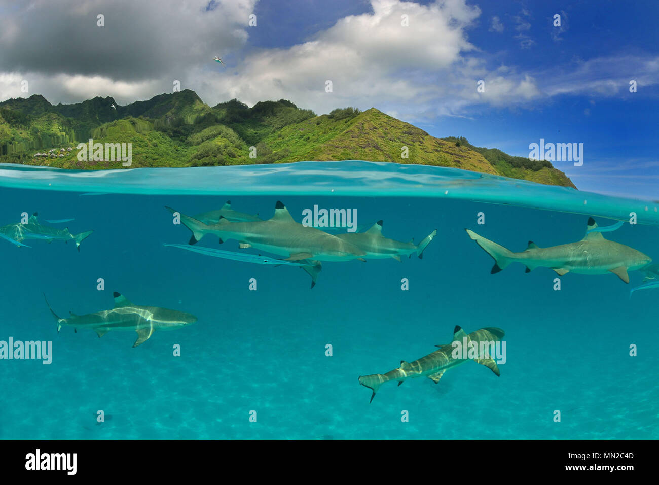 French Polynesia, Moorea: blacktip reef shark in the lagoon near the ...