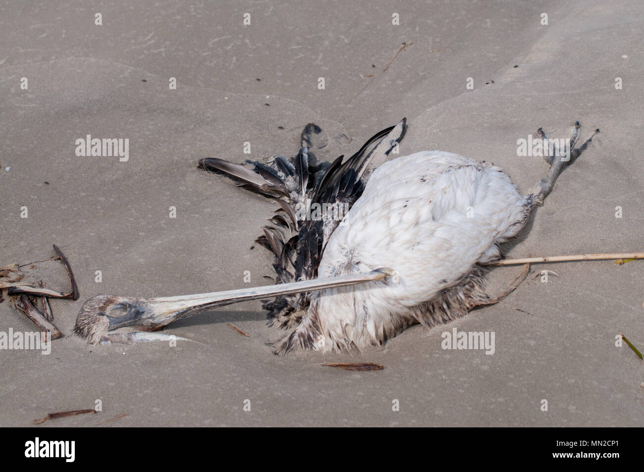 Dead Pelican On The Beach buried in the sand Stock Photo - Alamy