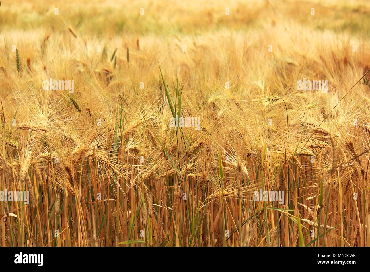 agricultural field texture detail of a barley field around midsummer ...