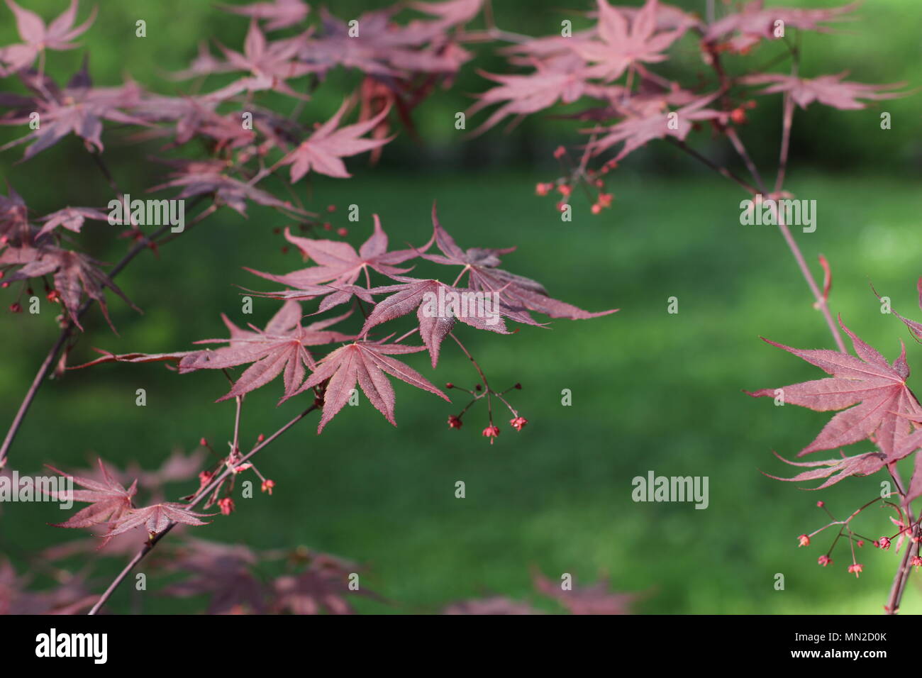 Red leaves and flowers of Japanese maple (Acer palmatum Stock Photo - Alamy