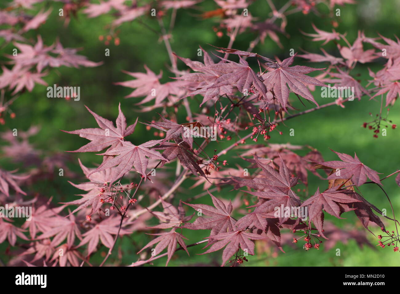 Red leaves and flowers of Japanese maple (Acer palmatum Stock Photo - Alamy