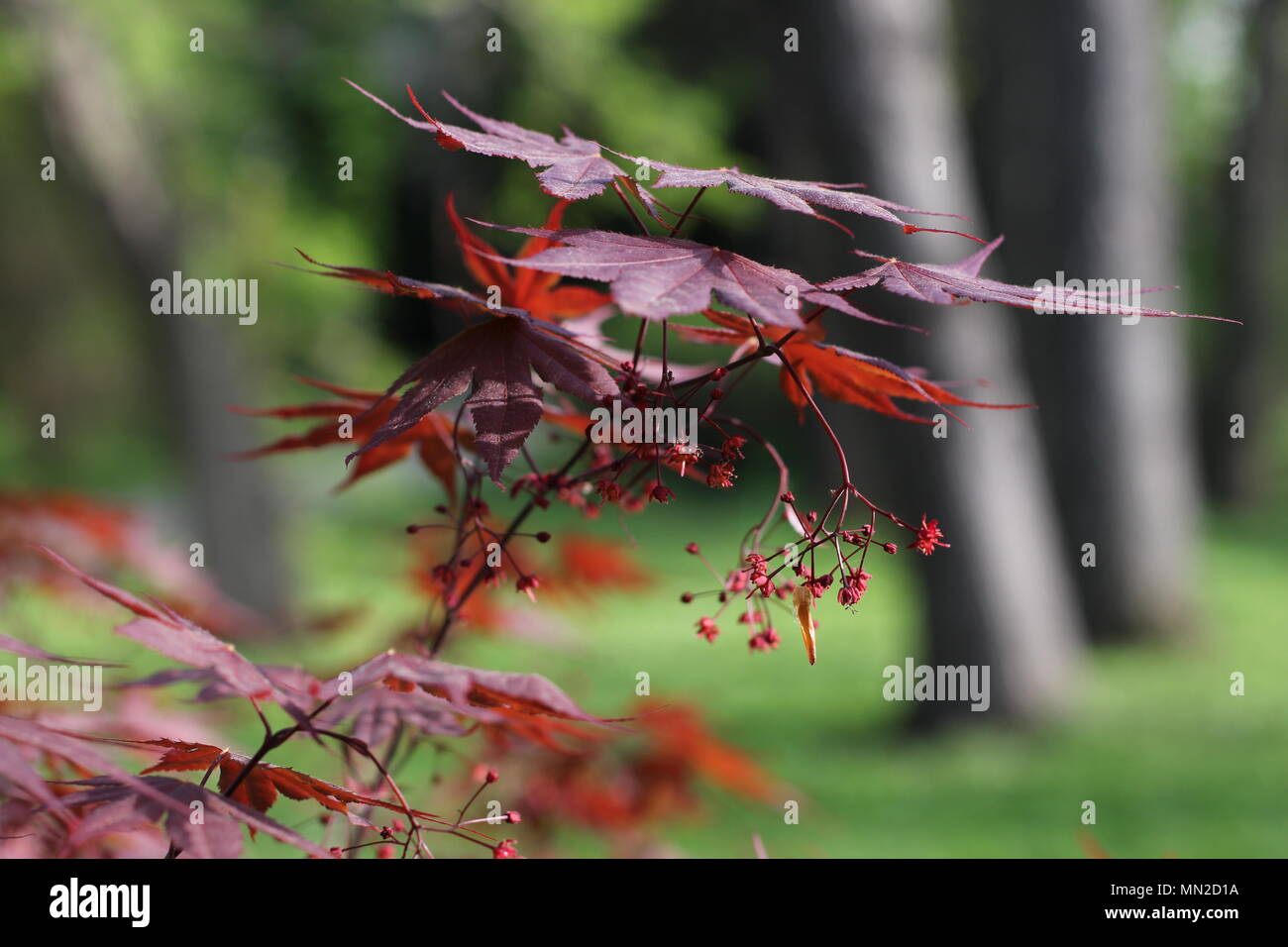 Dark red japanese maple tree hi-res stock photography and images - Alamy