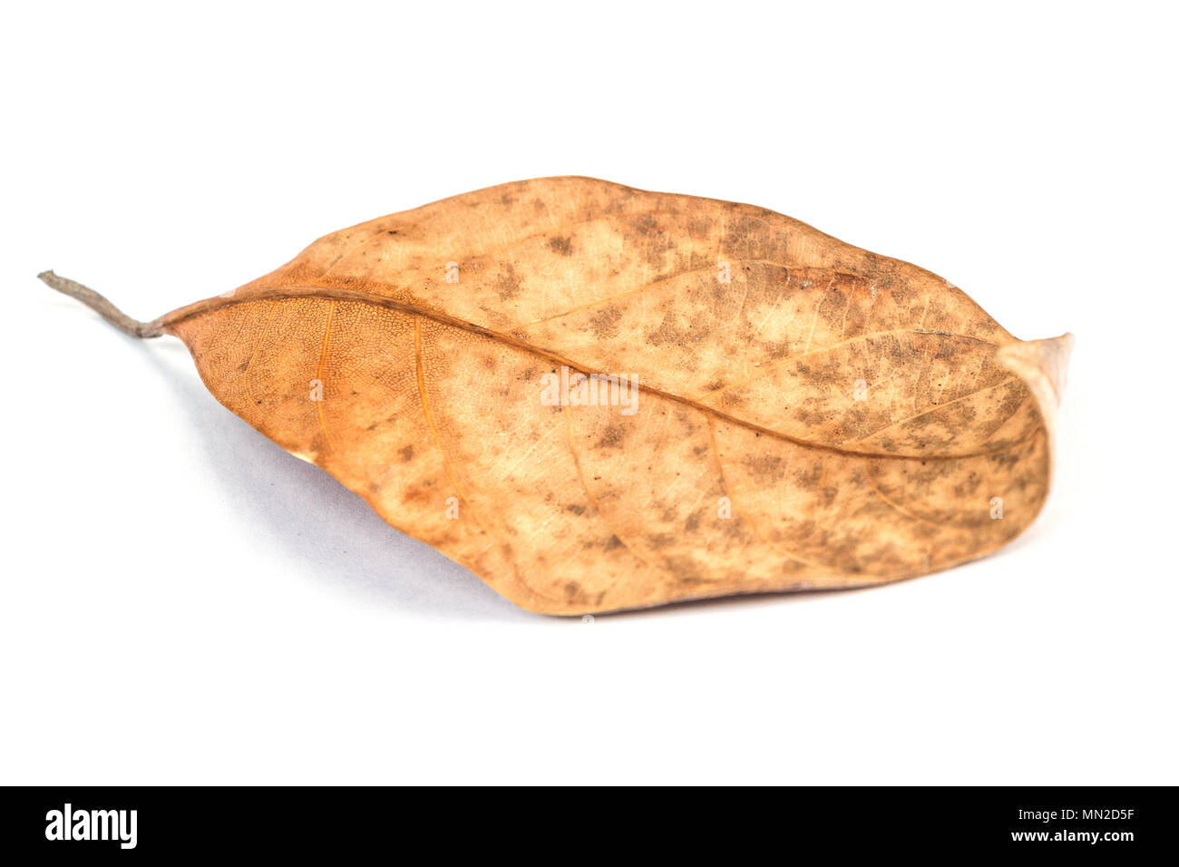 Close up dead leaf isolated on white background Stock Photo - Alamy