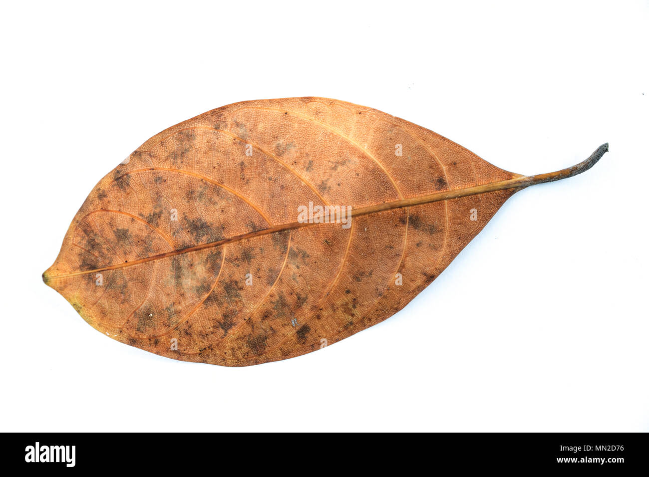 Close up dead leaf isolated on white background Stock Photo - Alamy