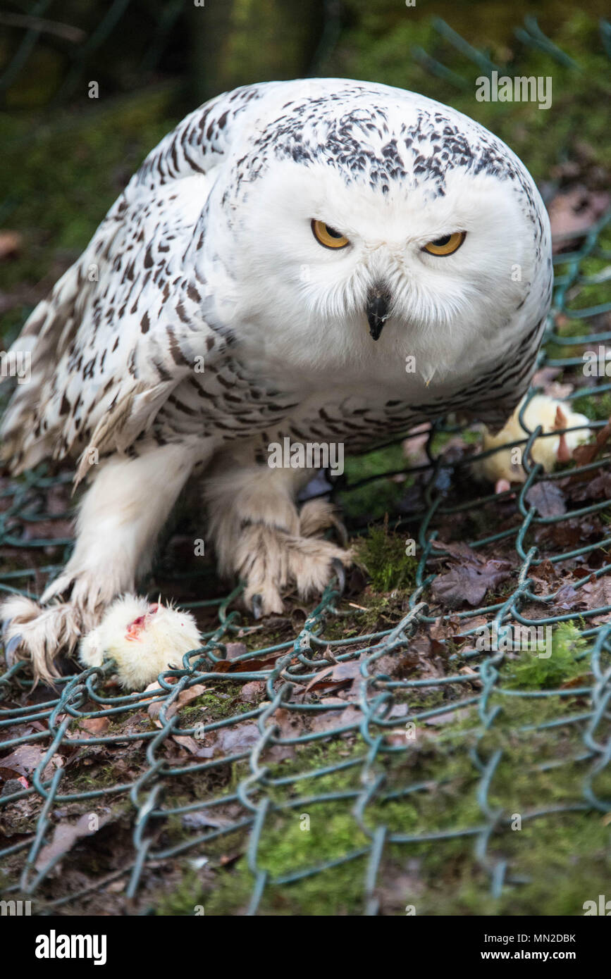 Snowy owl eating hi-res stock photography and images - Alamy
