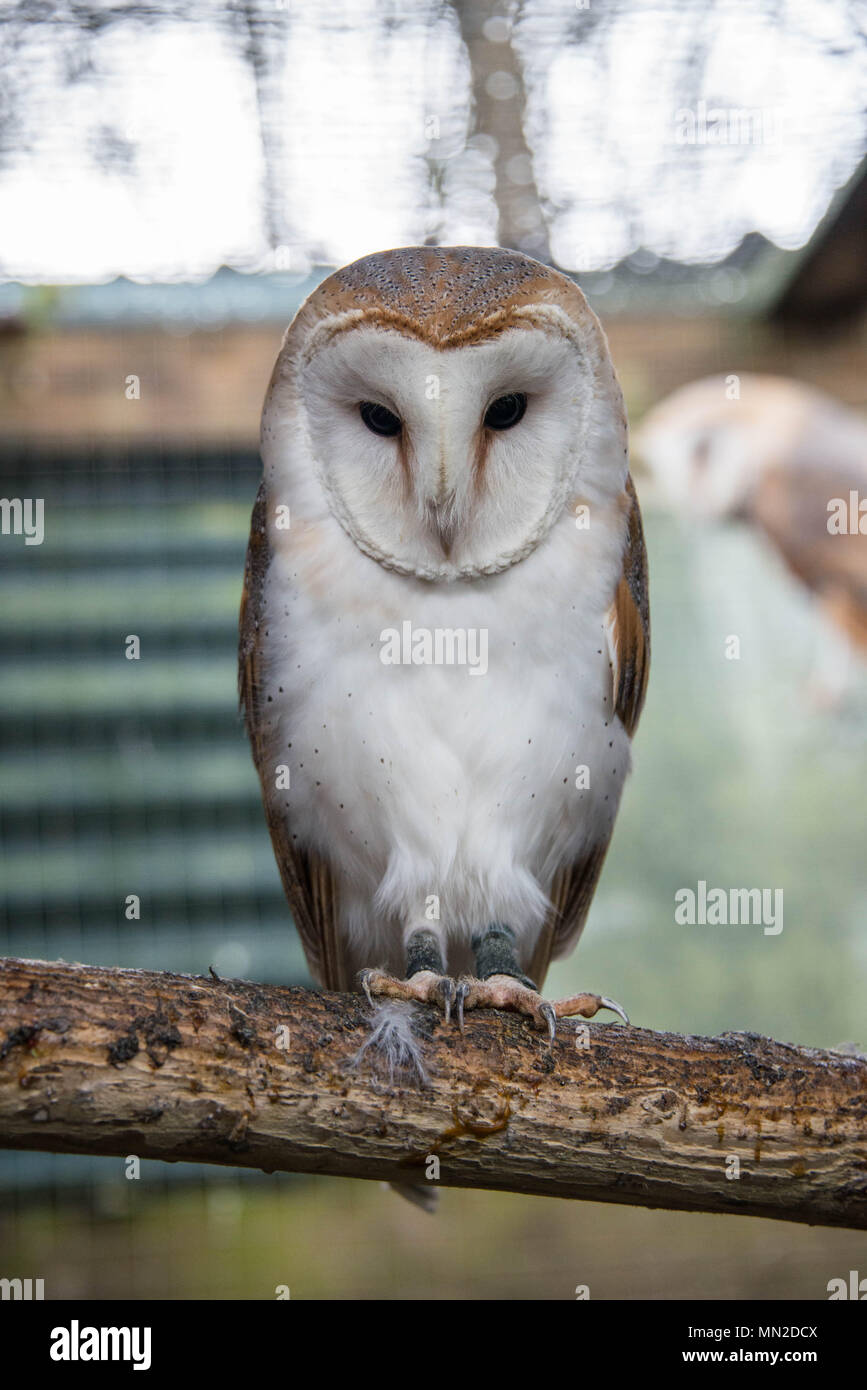 Barn owls on branch hi-res stock photography and images - Alamy
