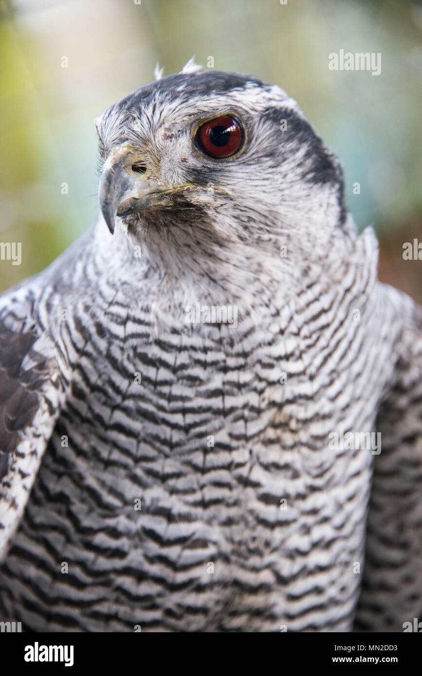 Captive goshawk hi-res stock photography and images - Alamy