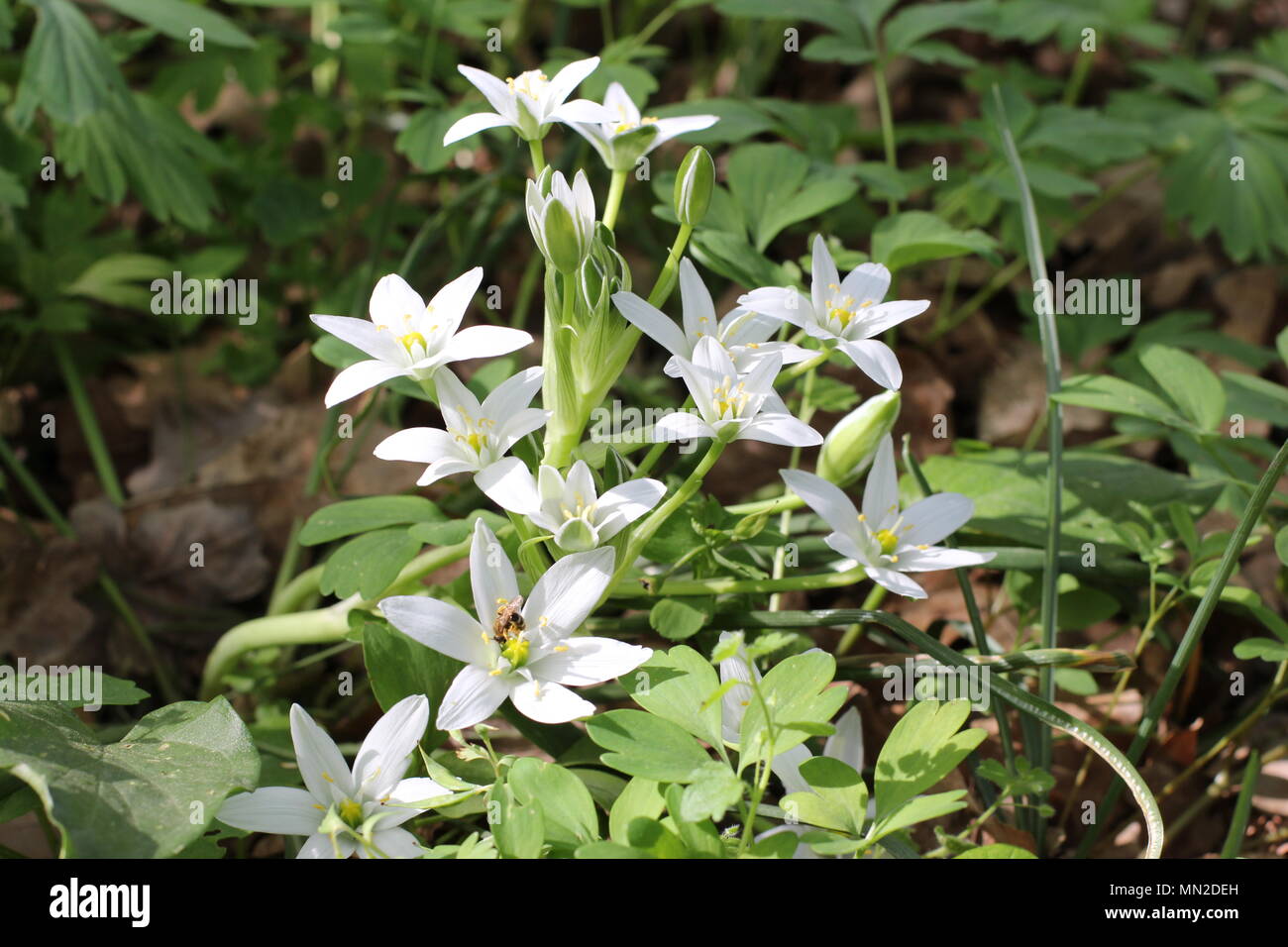 White flowers of Ornithogalum umbellatum (grass lily Stock Photo - Alamy
