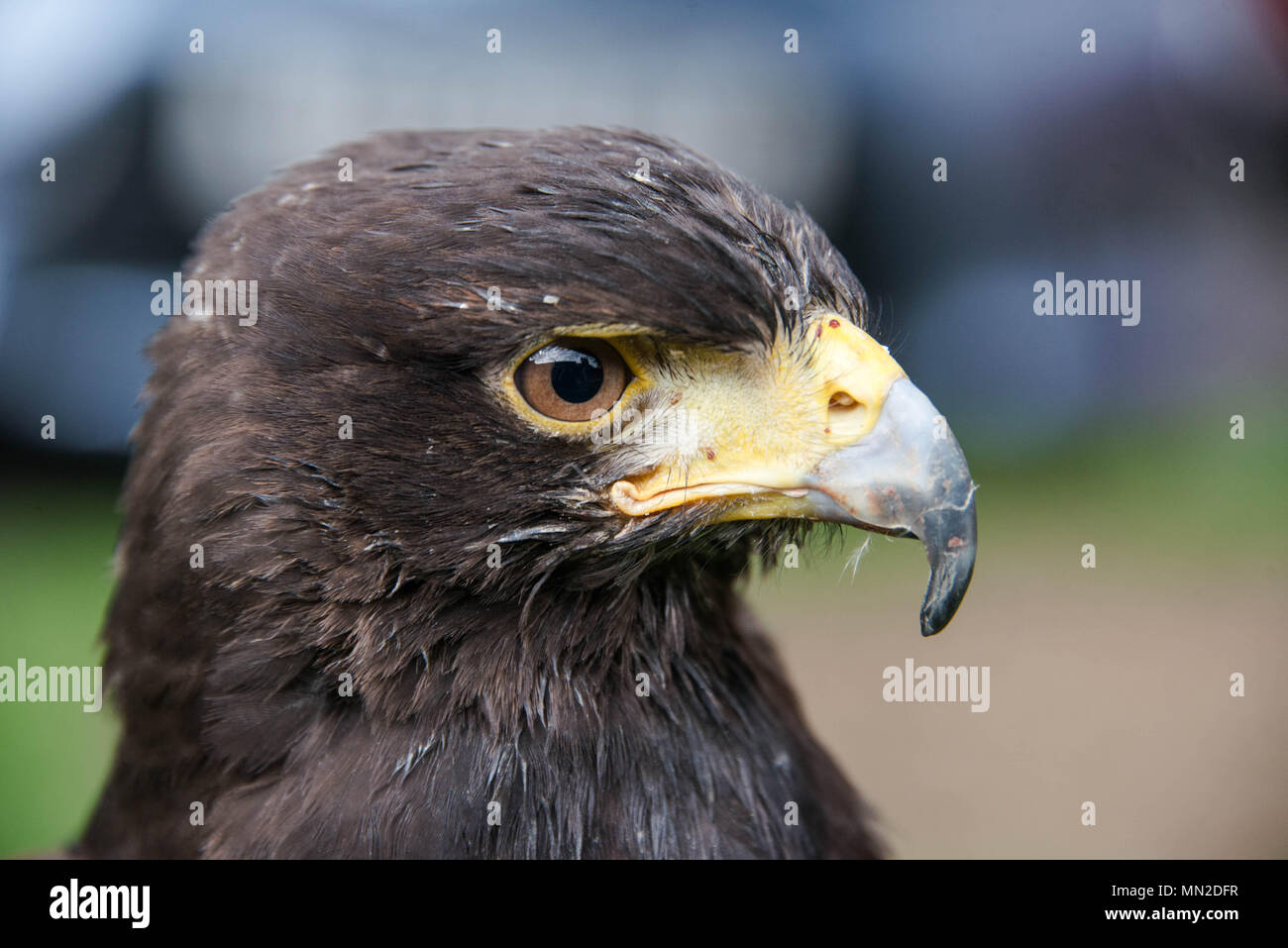 Owl bird head eye side profile hi-res stock photography and images - Alamy