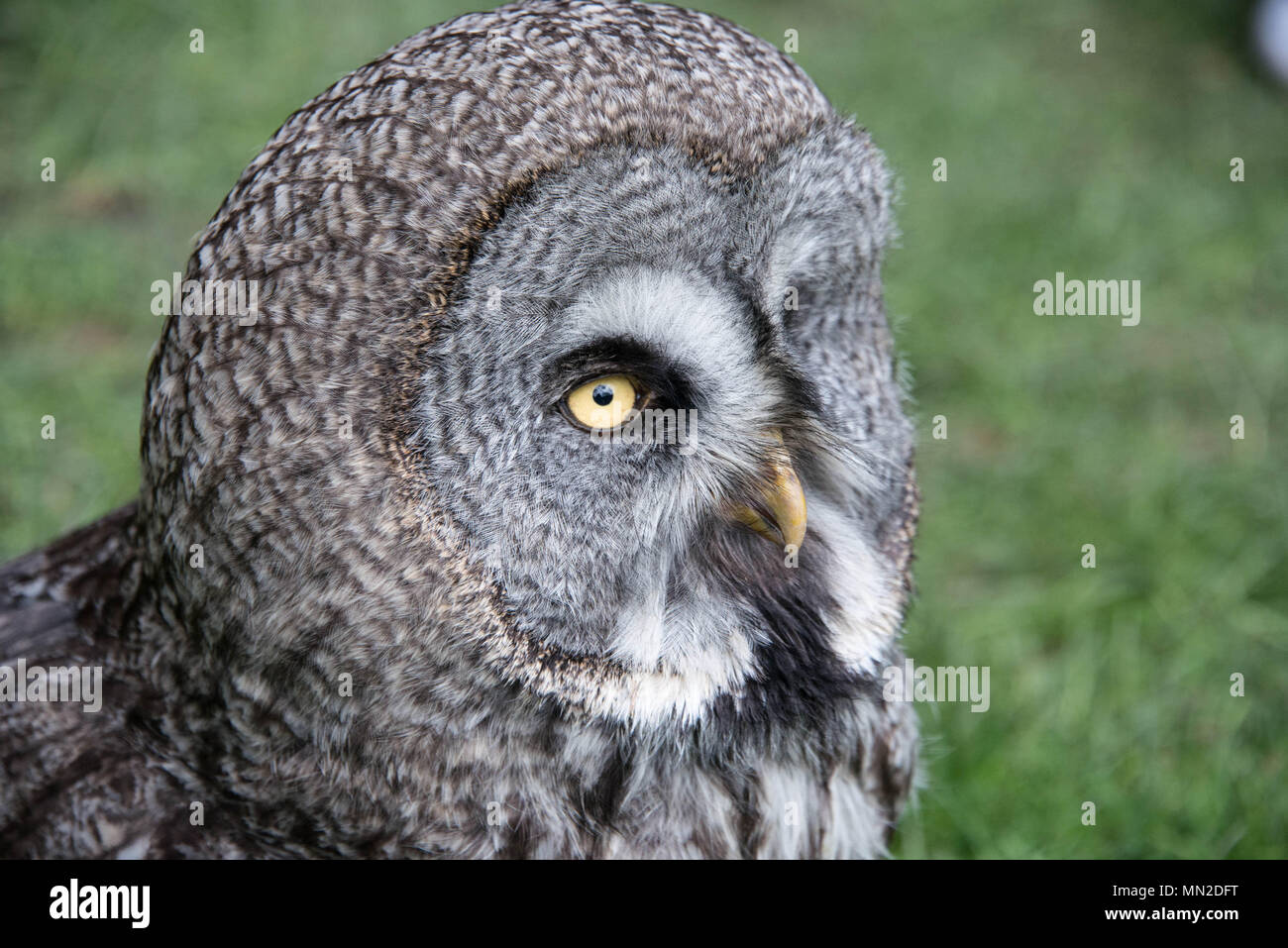 Fierce owl face hi-res stock photography and images - Alamy