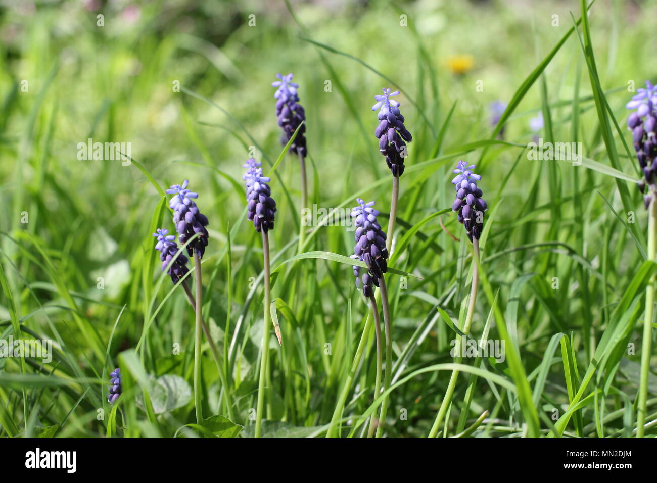 Dark violet flowers of grape hyacinth - Muscari neglectum in the green ...