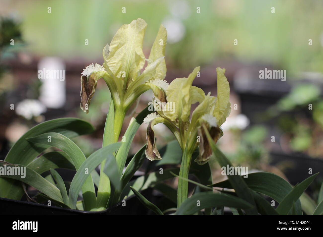 Yellow wild greek flowers hi-res stock photography and images - Alamy