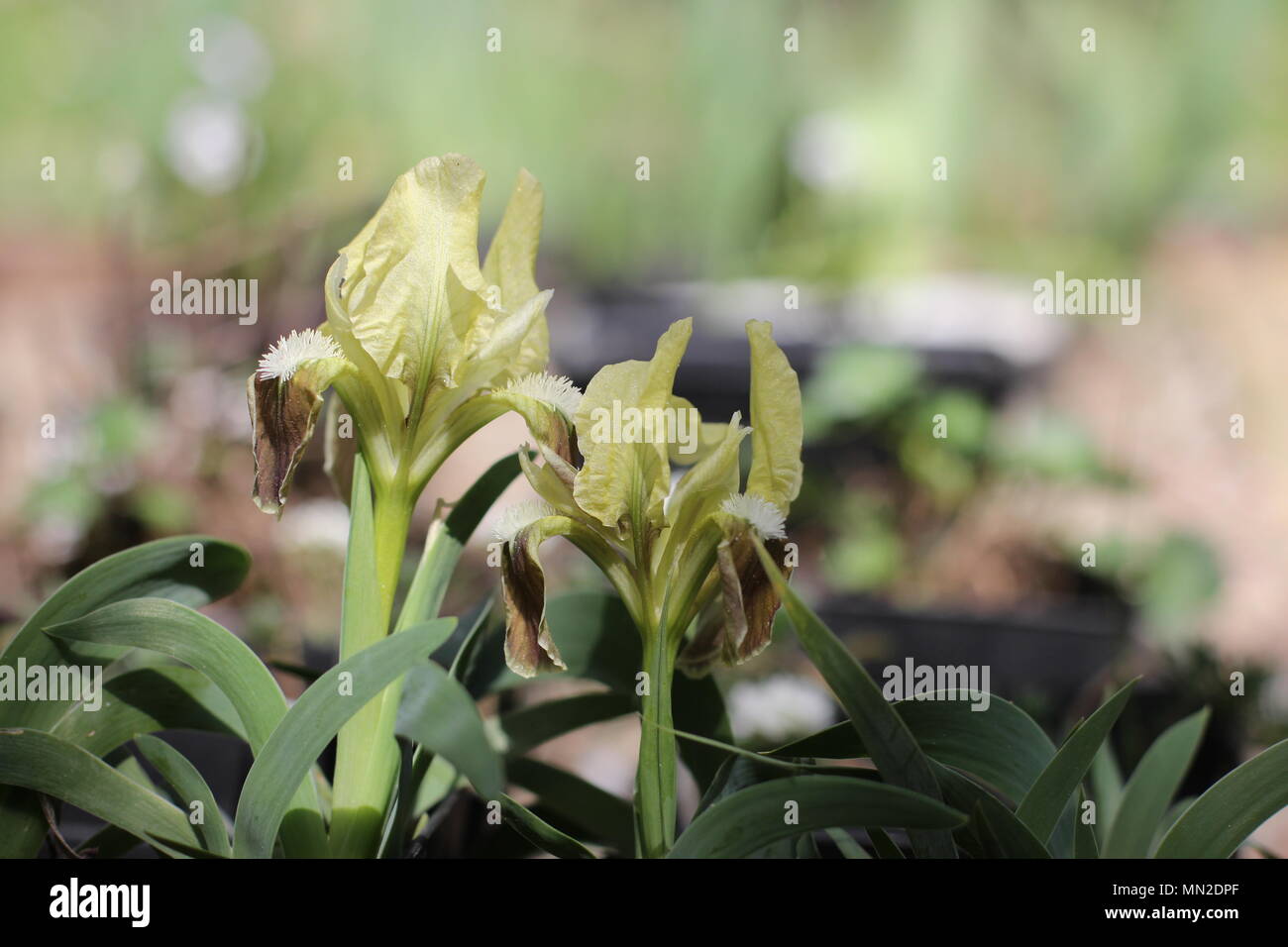Yellow wild greek flowers hi-res stock photography and images - Alamy
