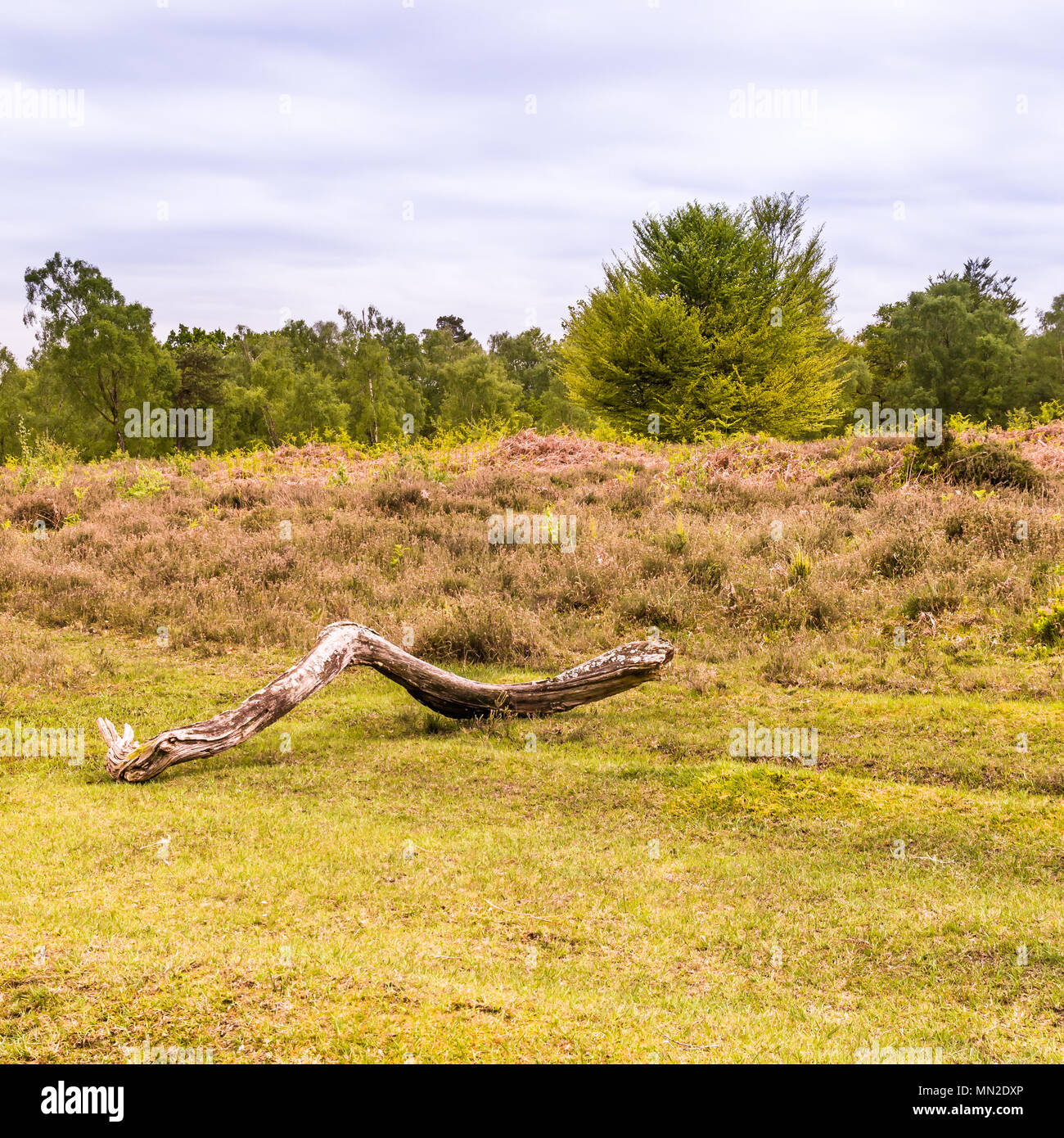 New forest woodland hi-res stock photography and images - Alamy