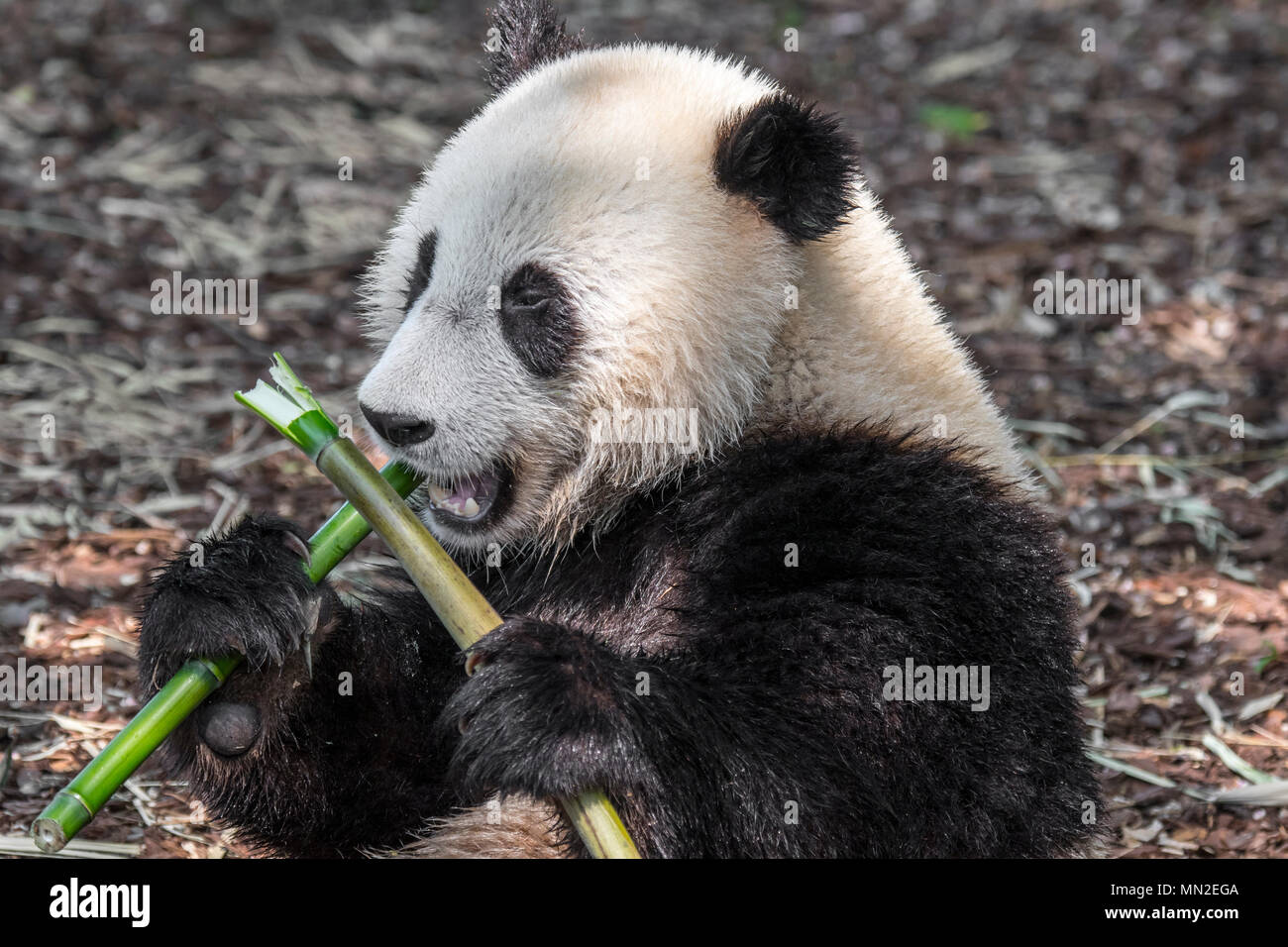 Giant panda eating bamboo cub hi-res stock photography and images - Alamy