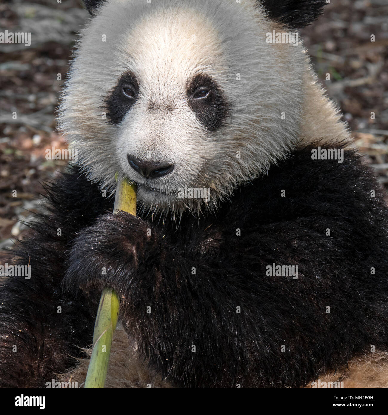 Giant Panda Cubs Eating Bamboo