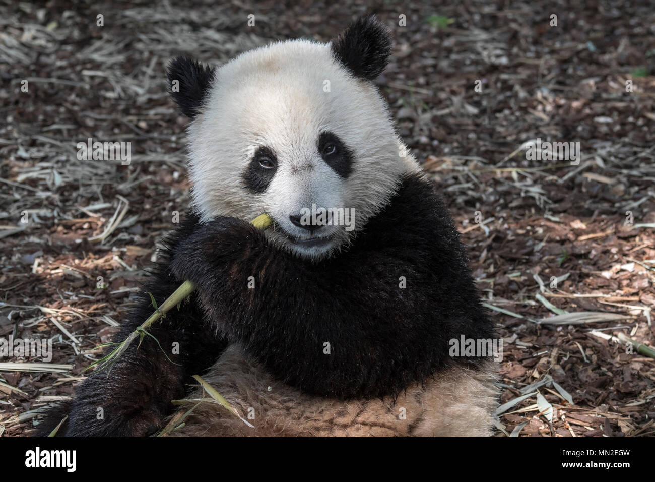 Giant panda eating bamboo cub hi-res stock photography and images - Alamy
