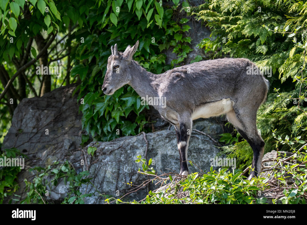 Himalayan goat hi-res stock photography and images - Alamy