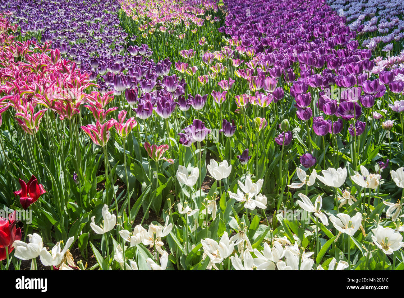 Colourful garden spring hi-res stock photography and images - Alamy