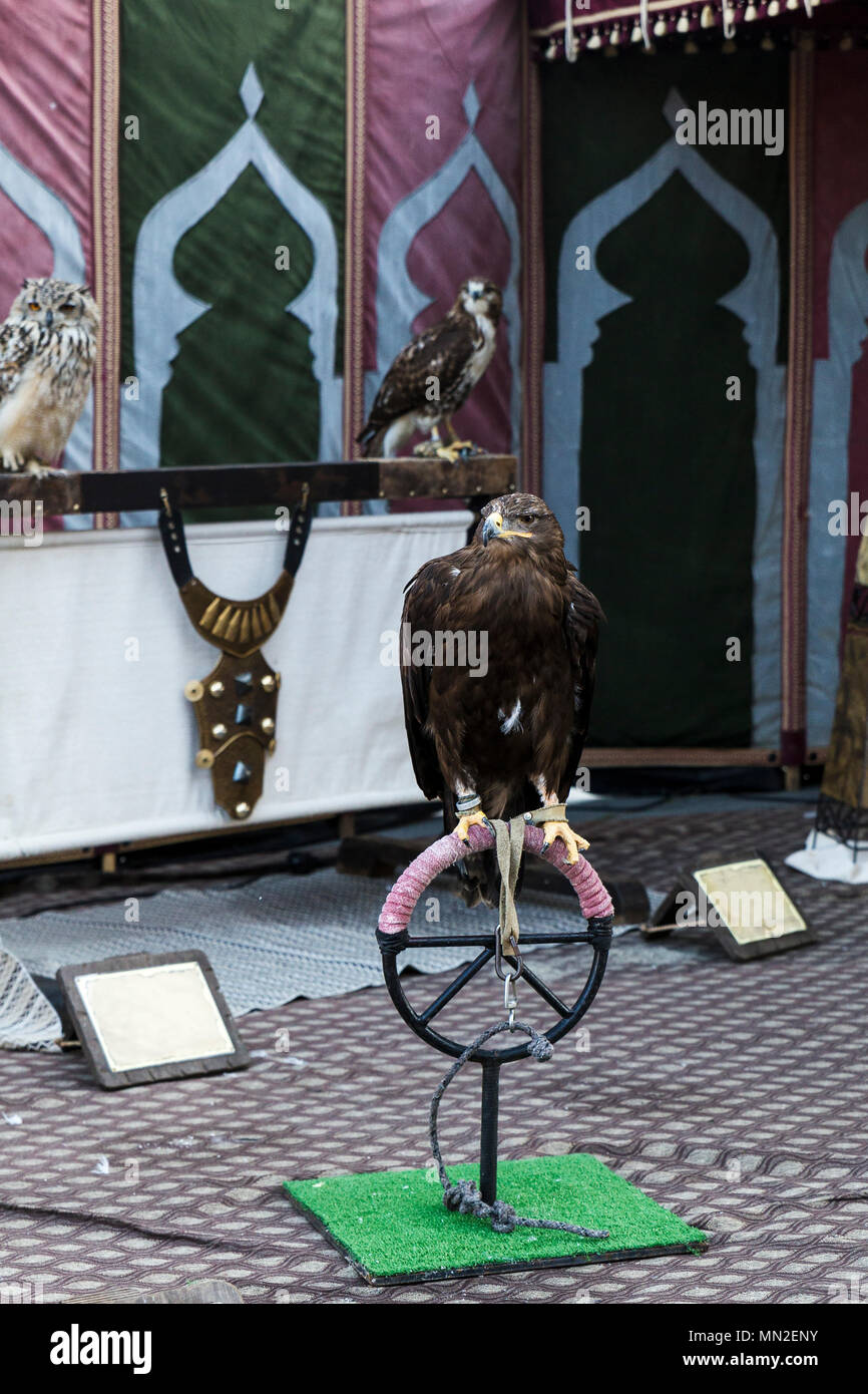 Avian aerial display hi-res stock photography and images - Alamy