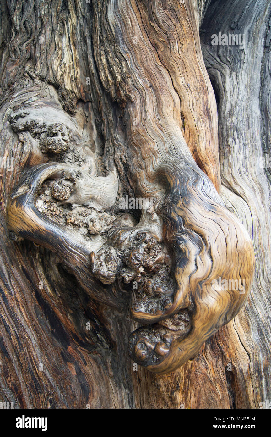 Knot ancient temple hi-res stock photography and images - Alamy