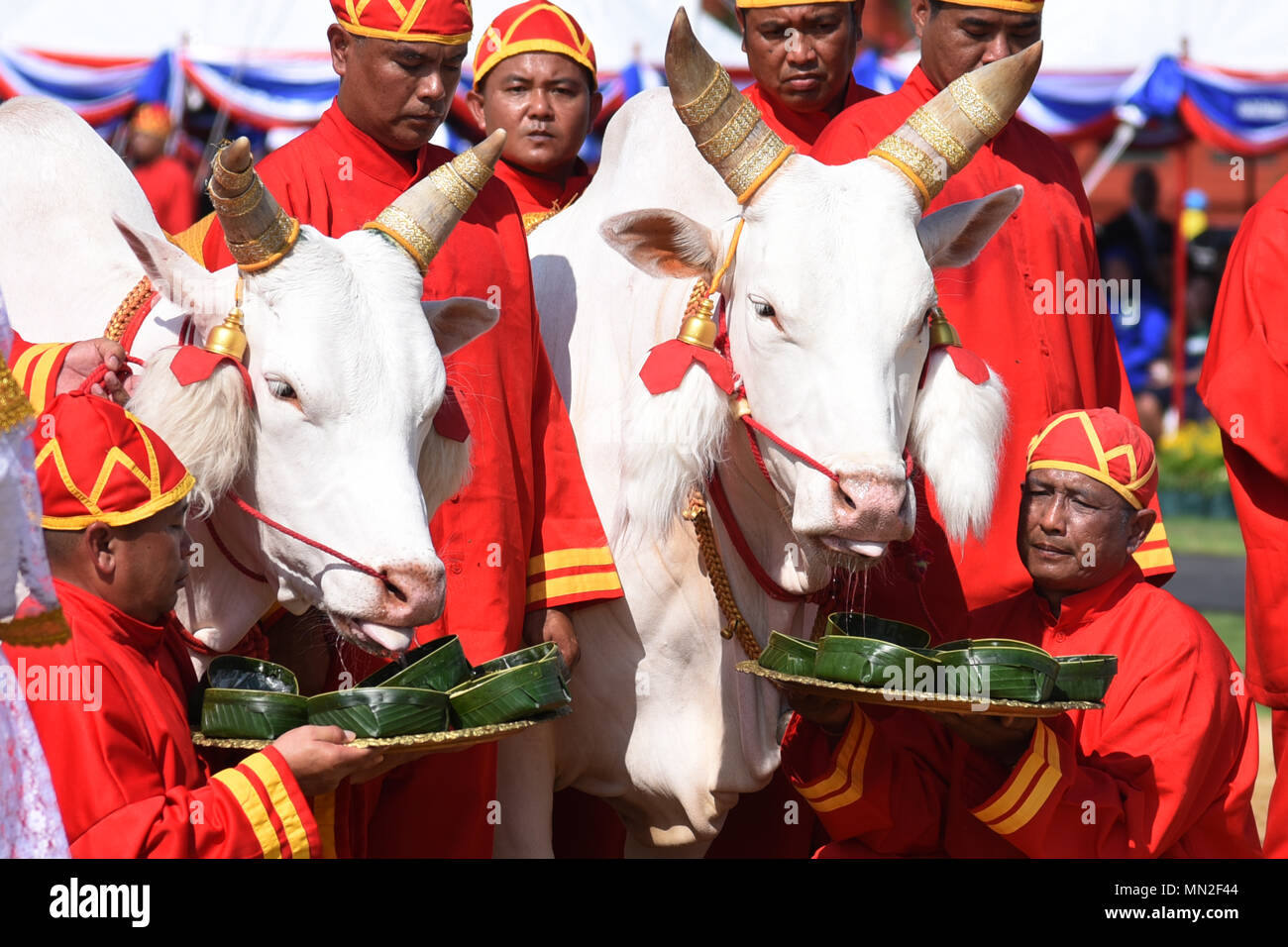 Year of the oxen hi-res stock photography and images - Alamy