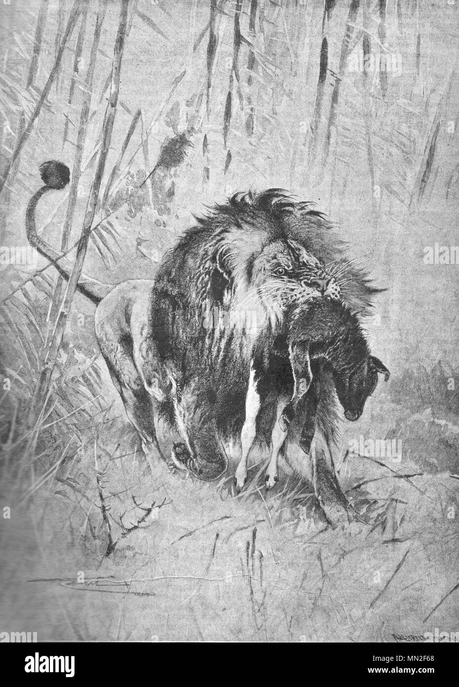 Lion on a hunt. Vintage engraved illustration. Published in magazine in ...