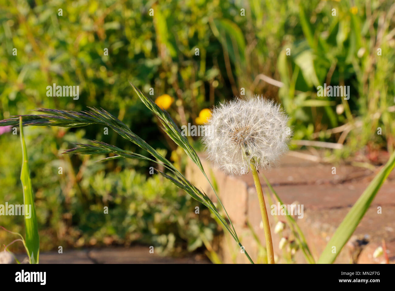 Dandelion closeup with path Stock Photo - Alamy