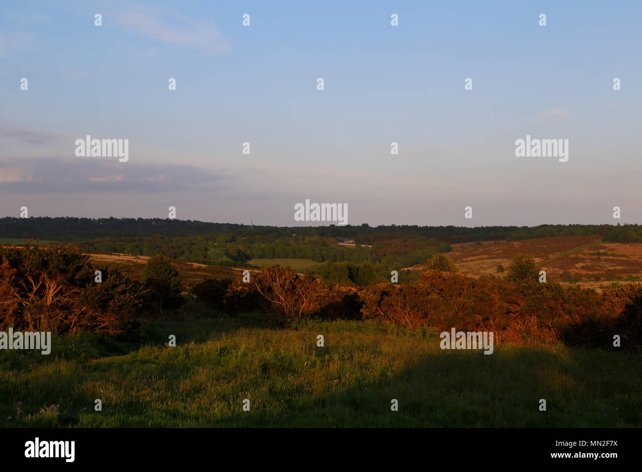 English forest sunset hi-res stock photography and images - Alamy