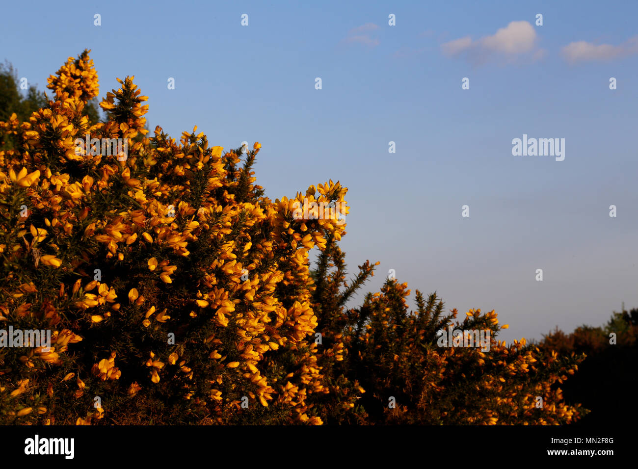 Gauze bush hi-res stock photography and images - Alamy