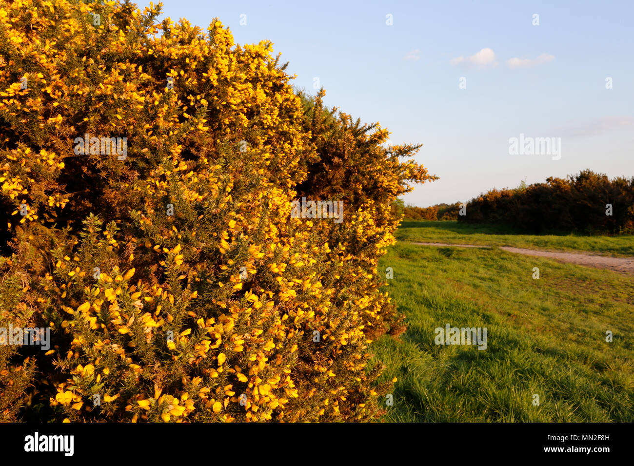 Gauze bush hi-res stock photography and images - Alamy