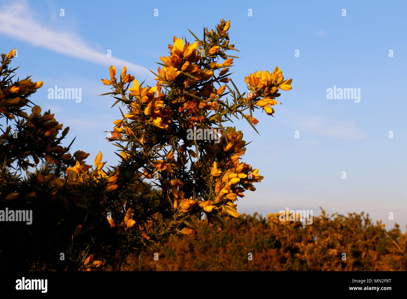 Gauze bush hi-res stock photography and images - Alamy