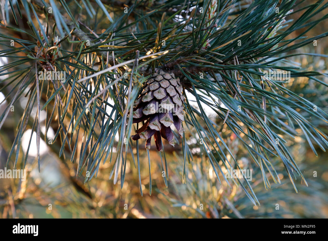 Hot spring cone hi-res stock photography and images - Alamy