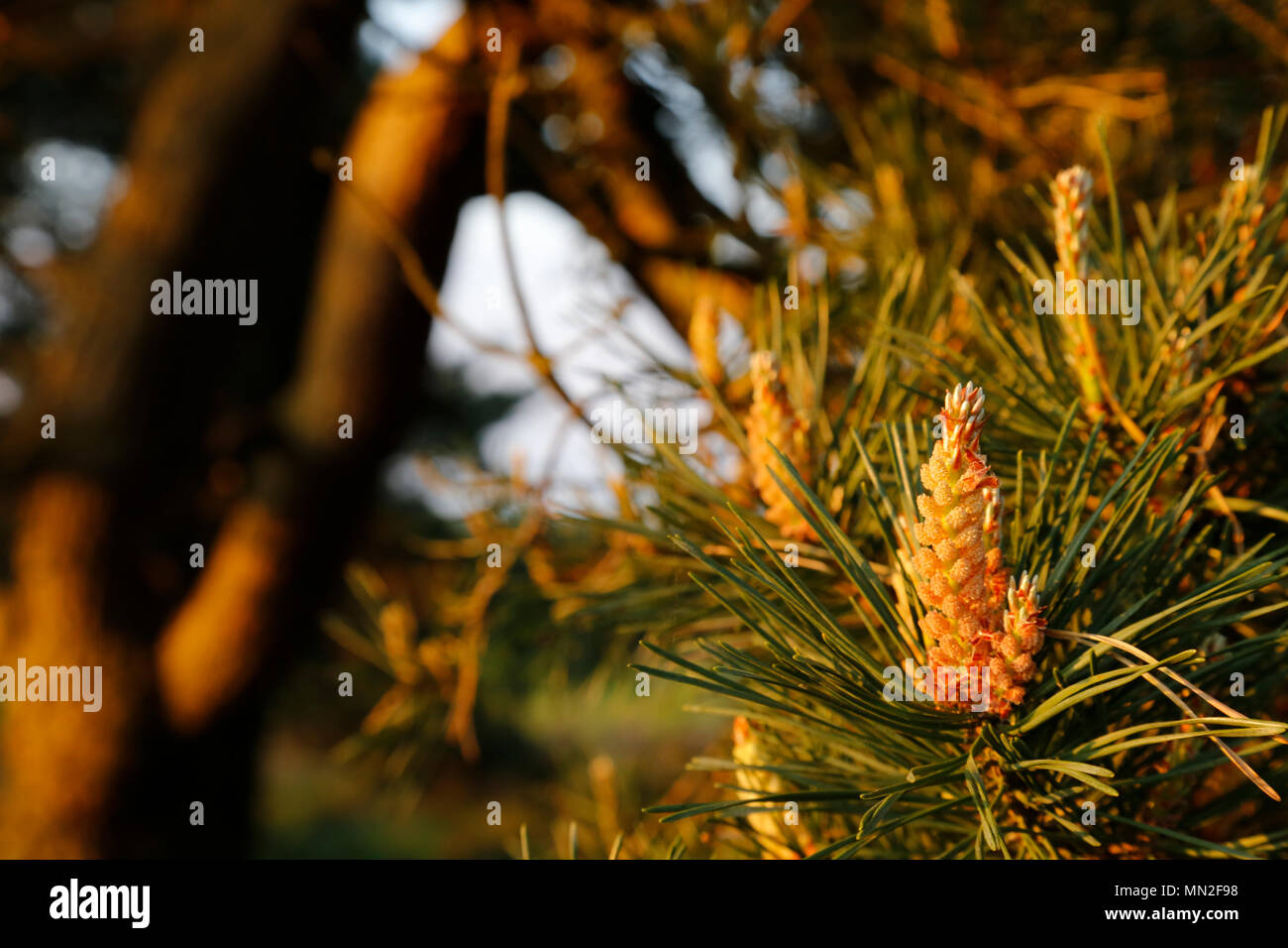 Dark woodland setting hi-res stock photography and images - Alamy