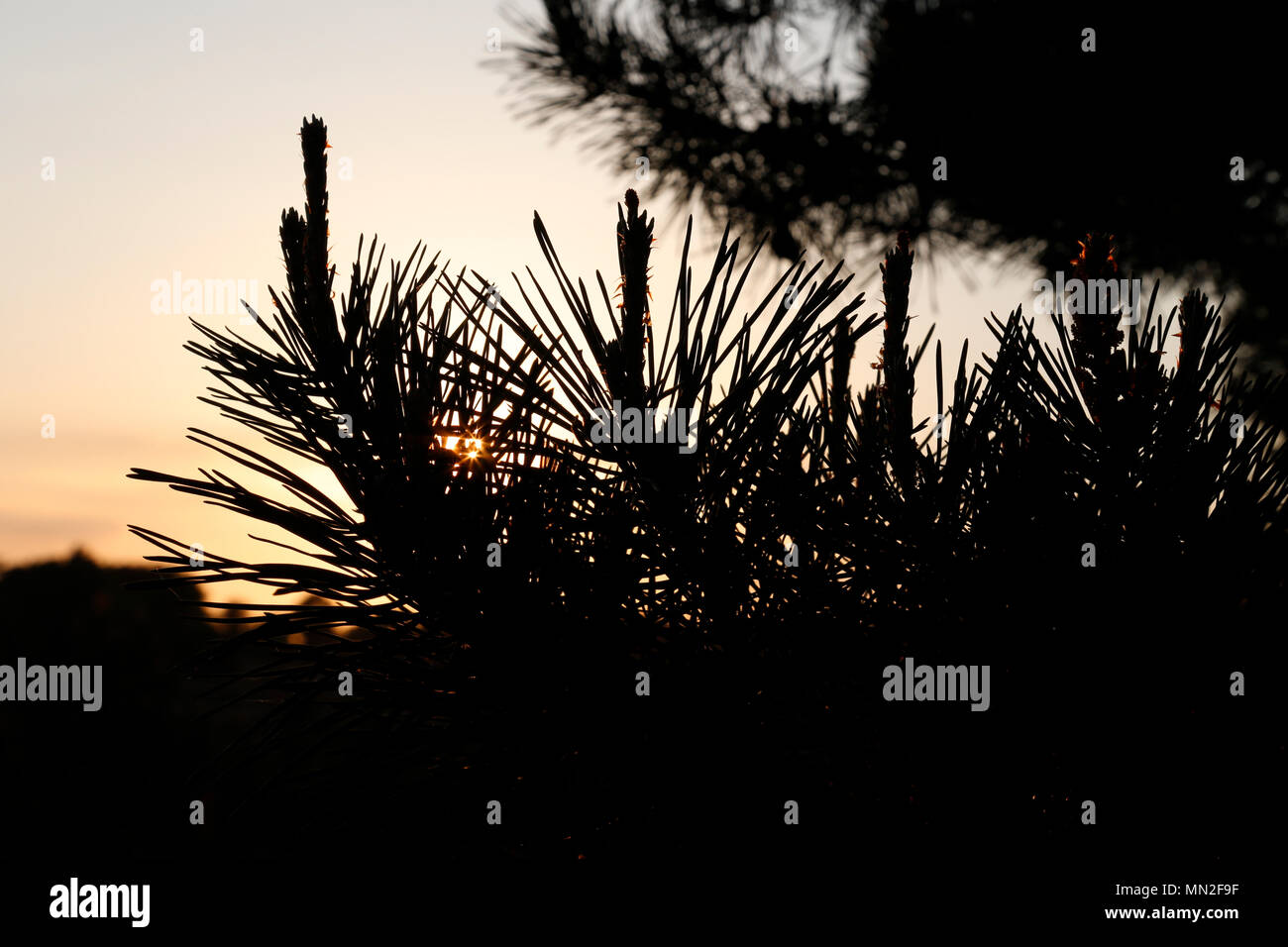 Fire tree silhouette in evening sun Stock Photo - Alamy