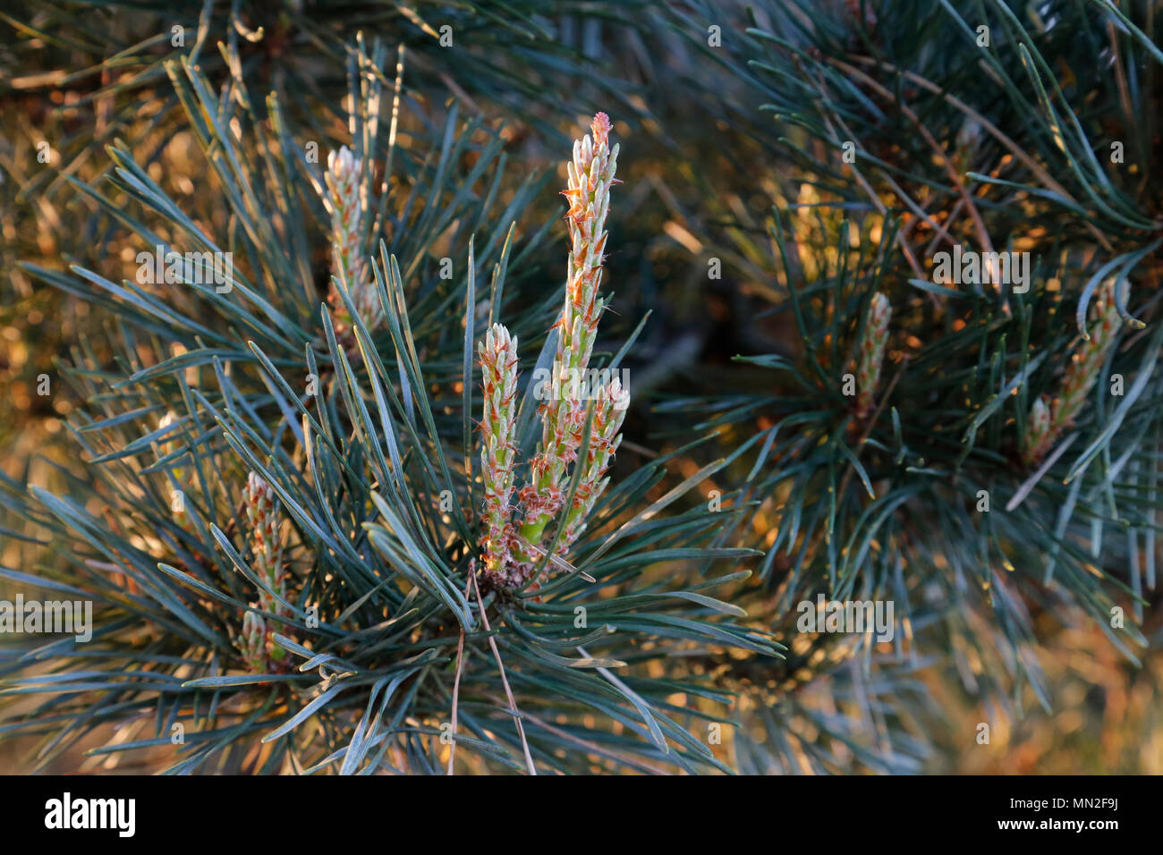 Fire ashdown forest hi-res stock photography and images - Alamy