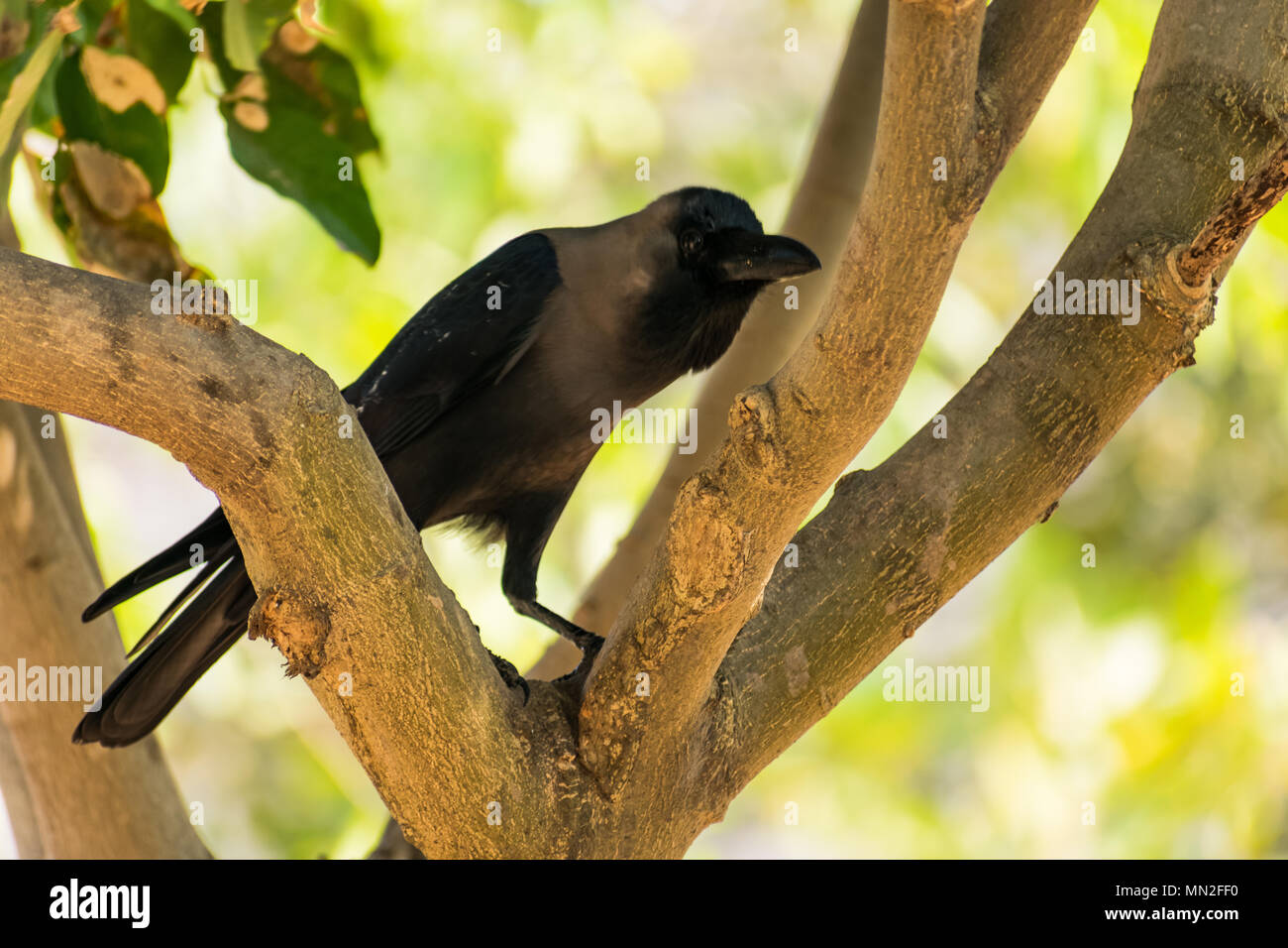 A crow seating on tree branch in public park looking awesome at sunny ...