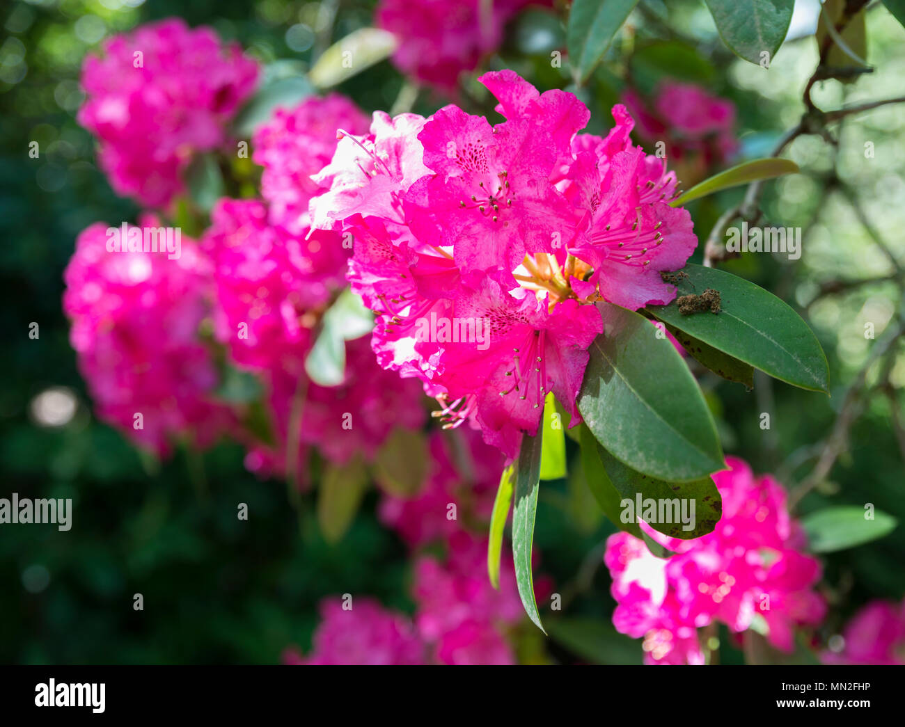 Green rhododendron hi-res stock photography and images - Alamy