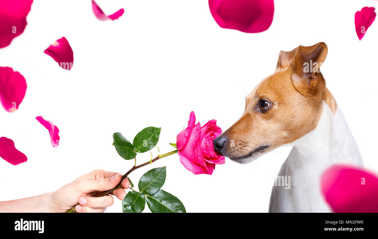 Looking and smelling a red rose hi-res stock photography and images - Alamy