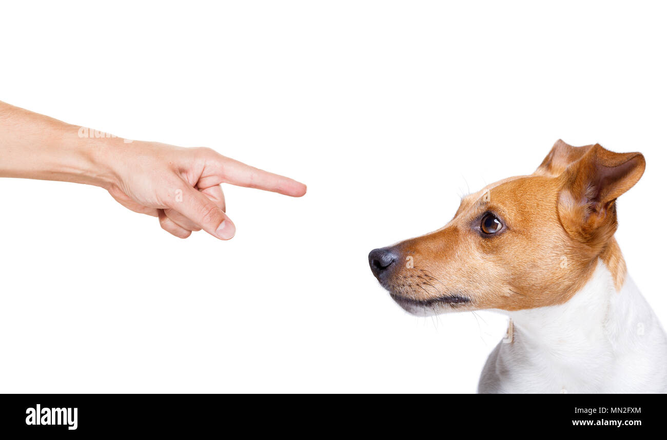 jack russell, terreir dog being punished by owner for very bad behavior ...