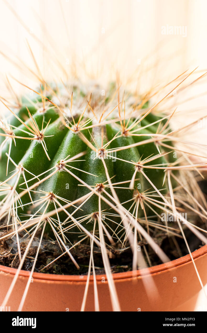 Round cactus hi-res stock photography and images - Alamy