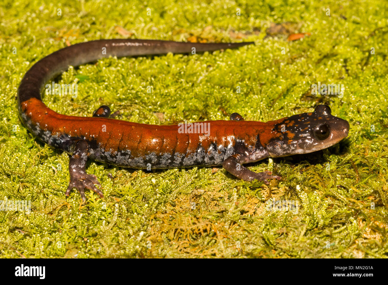 Red salamander appalachian mountains hi-res stock photography and ...
