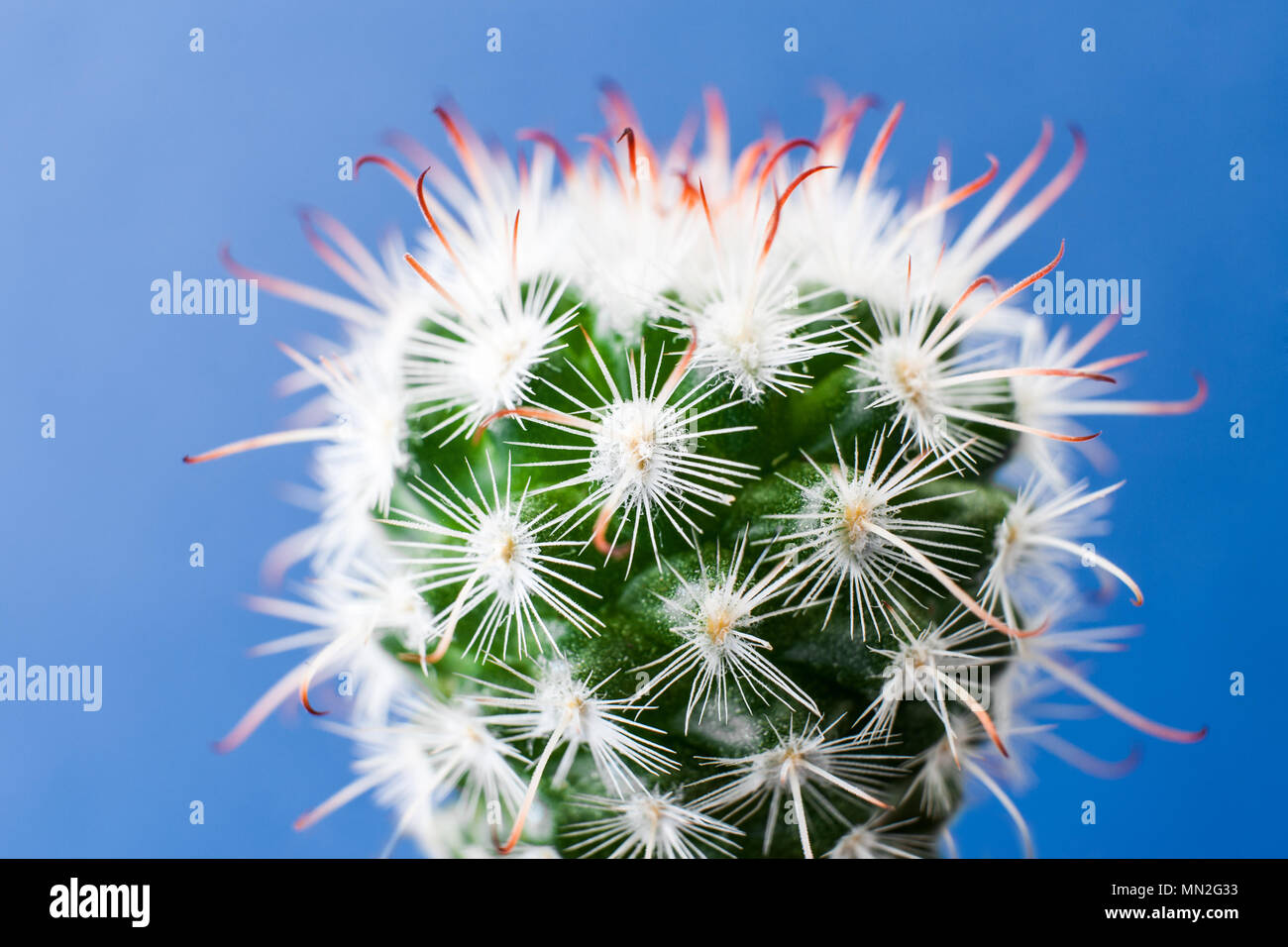 Close-up beautiful round Echinocereus cactus on bright blue background ...