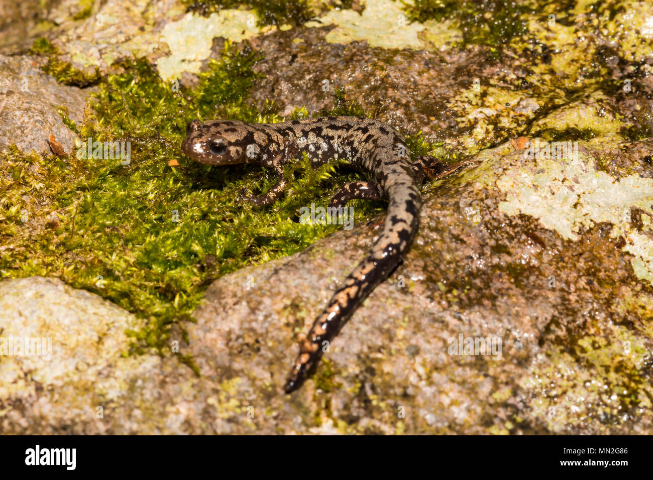Weller's salamander hi-res stock photography and images - Alamy