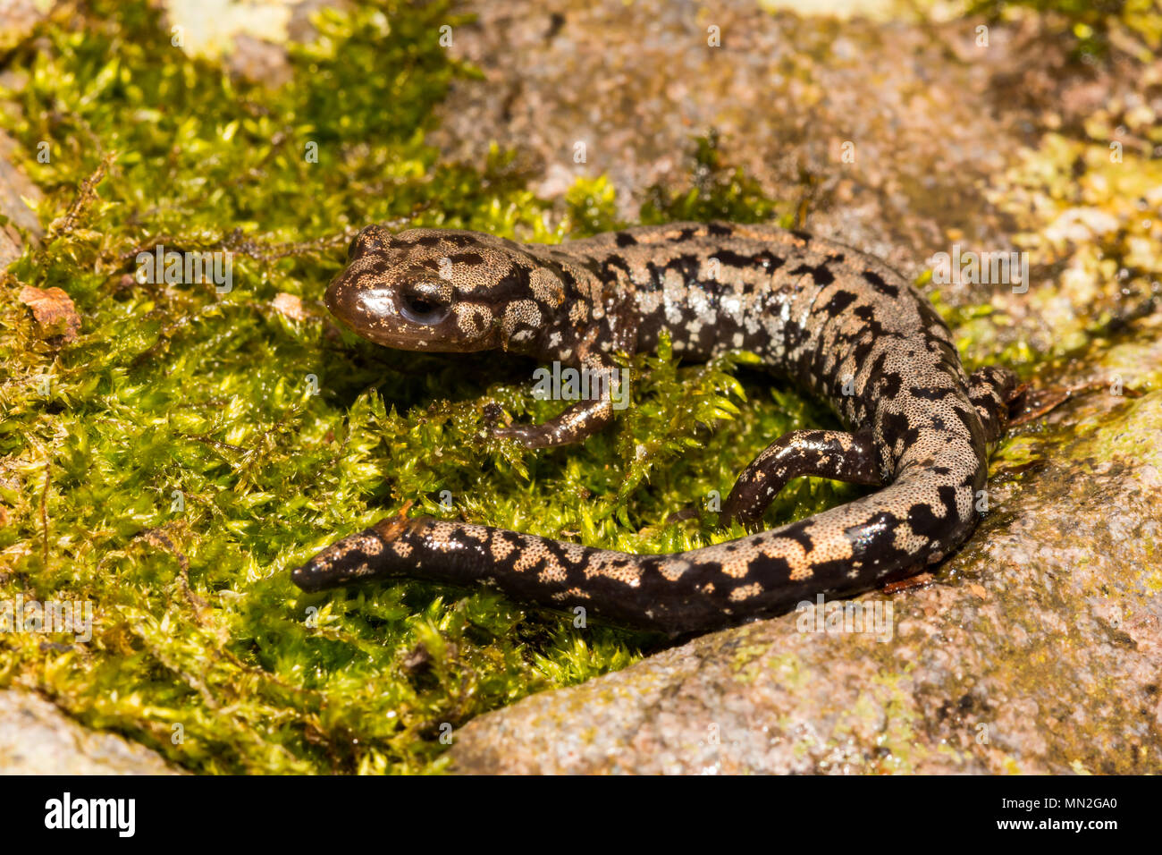 Weller's Salamander (Plethodon welleri Stock Photo - Alamy